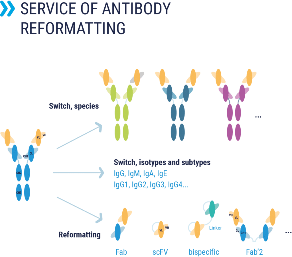 RD-Biotech, recombinant antibody development and production services